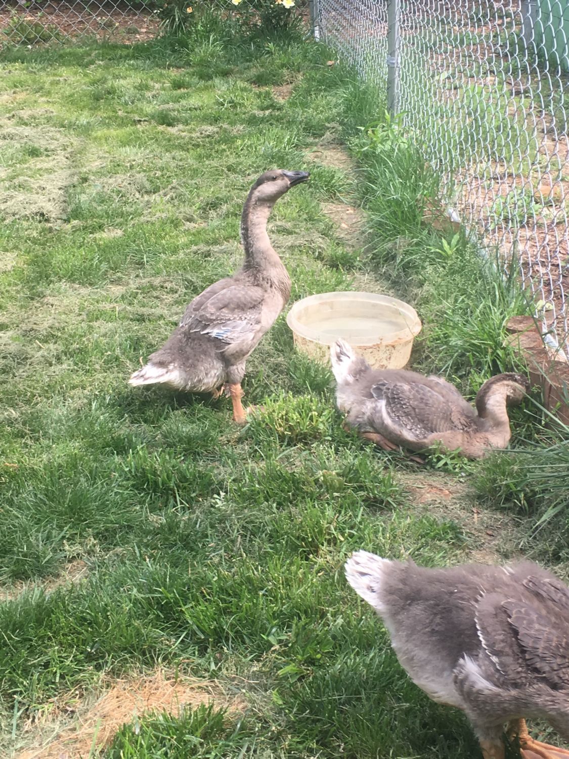 Help Sexing African Geese Backyard Chickens Learn How To Raise