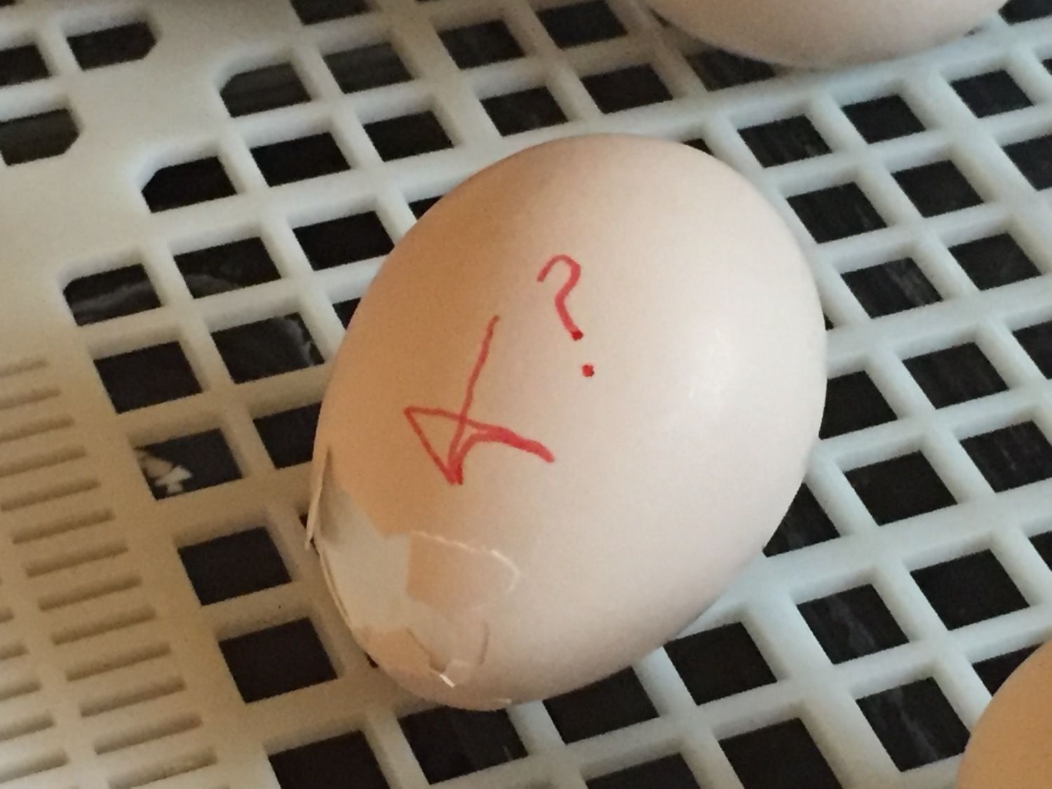 Will a day 18 cracked egg hatch?? | BackYard Chickens - Learn How to ...