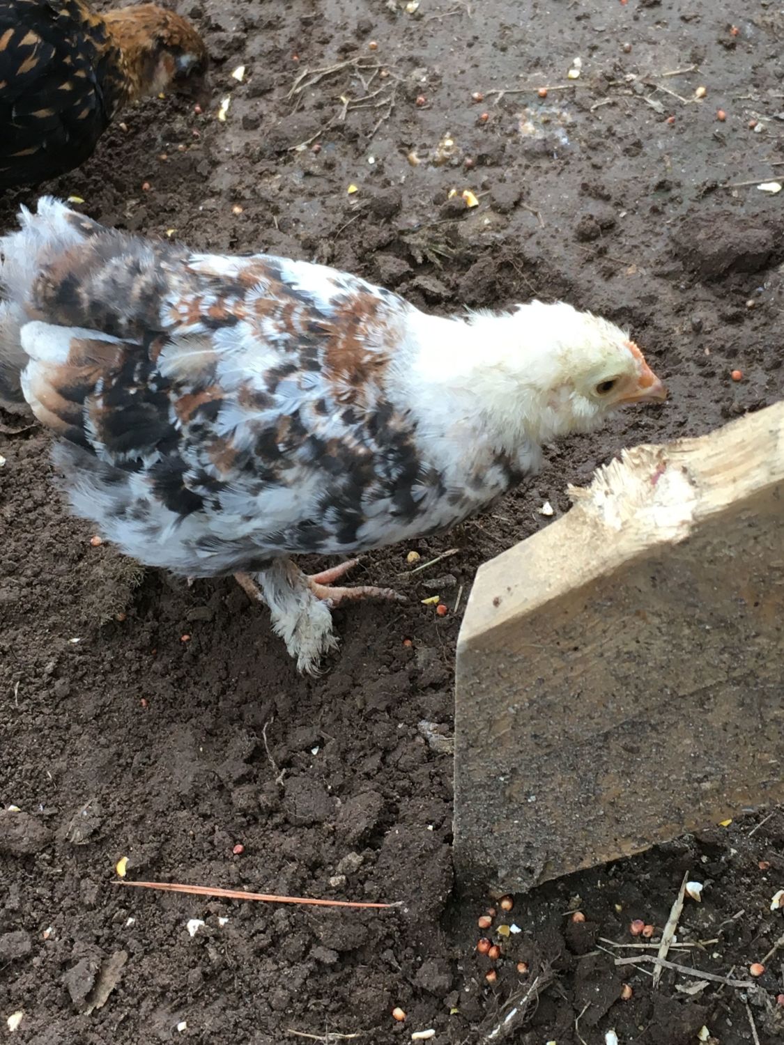 Salmon Faverolle | BackYard Chickens - Learn How to Raise Chickens