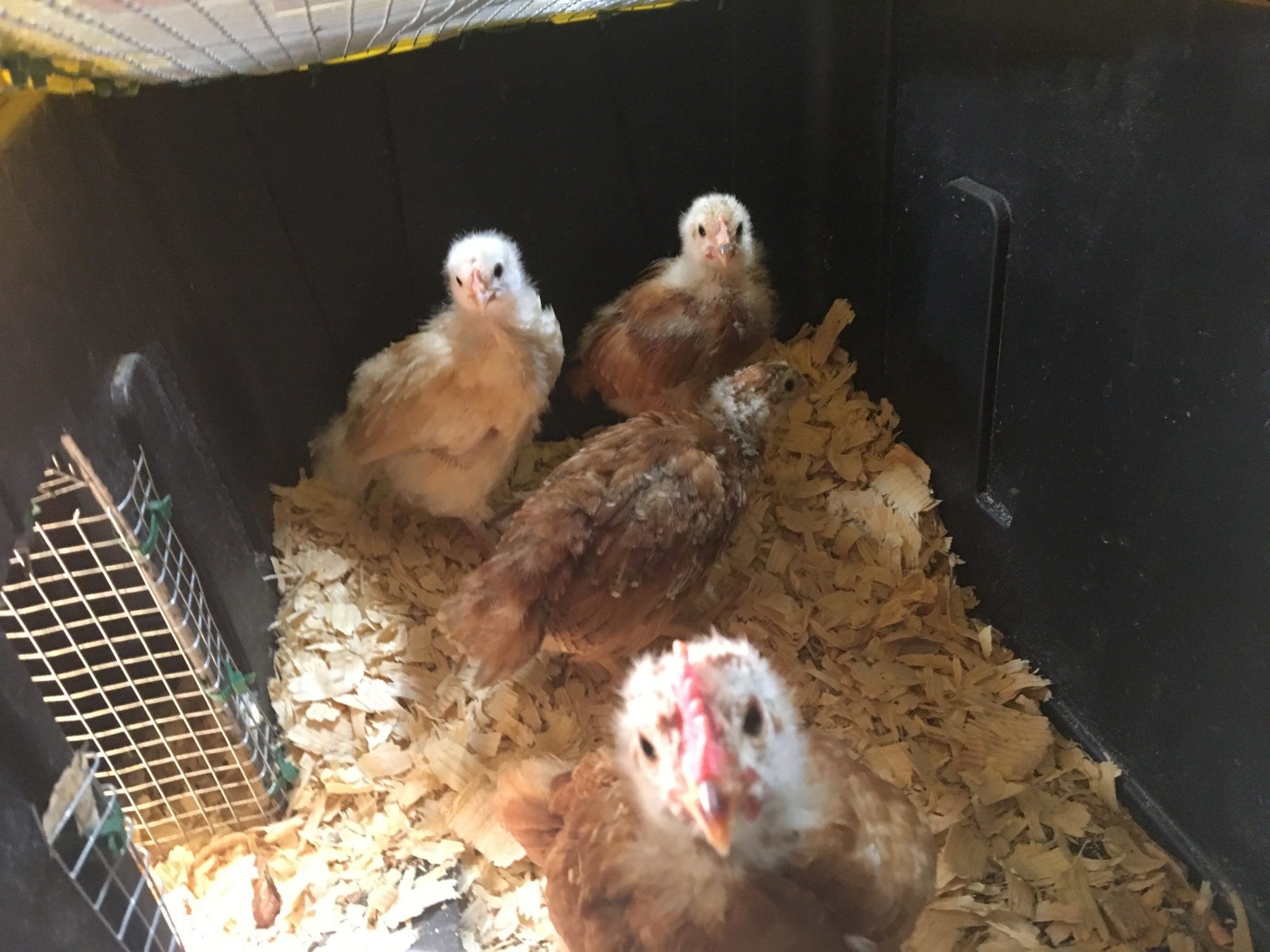 My brooder and coop! | BackYard Chickens - Learn How to Raise Chickens