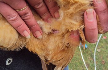 Diagnosing hatch failures - It starts with the egg | BackYard Chickens