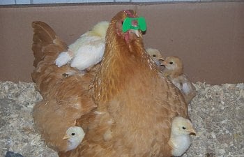 Bullying Behavior in Chickens | BackYard Chickens