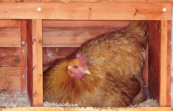 Chickens getting ready to lay. | BackYard Chickens