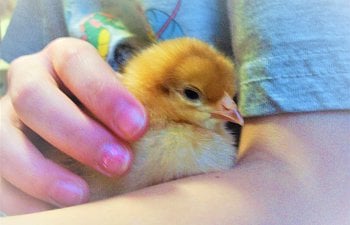 Raising and taking care of Baby Chicks. | BackYard Chickens