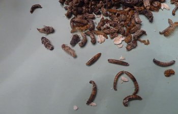 Mealworm Farm Experiences | BackYard Chickens