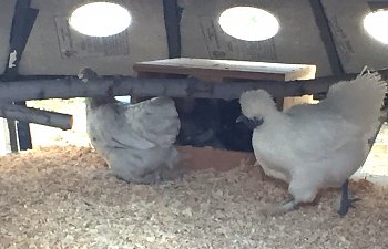 A UFO Chicken Spaceship Coop that is Out of This World | BackYard Chickens