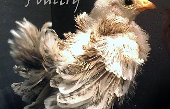 Mushy Chick Disease ~ Yolk Sack infection ~ OMPHALITIS | BackYard Chickens