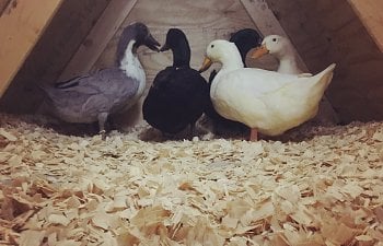 A-Frame Duck House + Day Shelter | BackYard Chickens