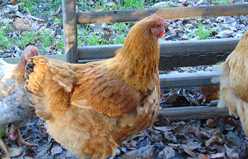 You Crack Me Up! Funny Chicken Jokes and Stories | BackYard Chickens