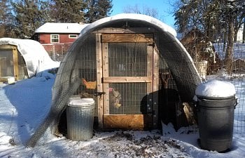 Mo's Cattle Panel Hoop Coops | BackYard Chickens