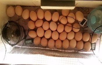 Step by Step Guide to ASSISTED Hatching | BackYard Chickens