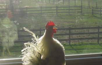 Raising Roosters to be Family-Friendly | BackYard Chickens