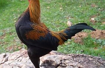 Modern Game Bantam | BackYard Chickens