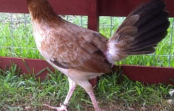 Pure American Game Fowl | BackYard Chickens