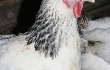 Columbian Rock Chicken Breed Information | BackYard Chickens