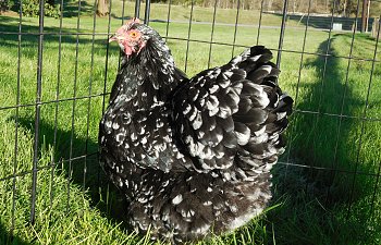 Pure English Spangle/Mottle Orpingtons | BackYard Chickens