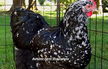 Pure English Spangle/Mottle Orpingtons | BackYard Chickens