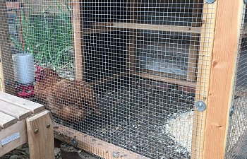 Temporary quarantine enclosure - easy to disassemble for storage ...