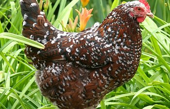 Facts About Chickens | BackYard Chickens