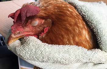The Great Big Giant Marek's Disease FAQ | BackYard Chickens