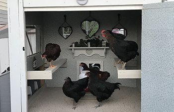 Luxurious Coop Inside Hen House | BackYard Chickens