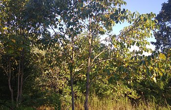 Persimmon Trees | BackYard Chickens