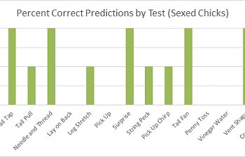 An Experiment in Chick Sexing Methods | BackYard Chickens