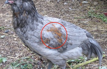 How To Incubate & Hatch Chicken Eggs - Just 21 Days From Egg To Chicken ...