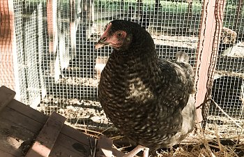 Common Crop Issues in Chickens | BackYard Chickens