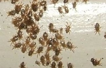 Mites, Lice and Fleas, Dealing with External Parasites | BackYard Chickens