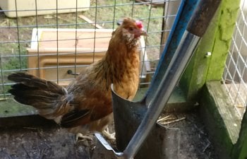 ~Docile breeds~ | BackYard Chickens