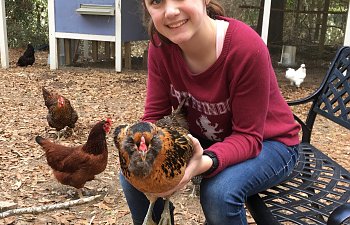 Buff Orpingtons Chicken Breed Information Pictures | BackYard Chickens