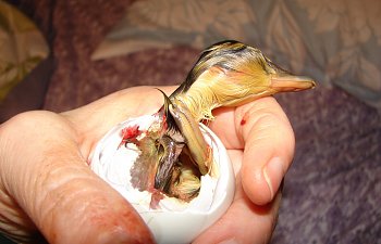 Hatching - helping the duckling in trouble | BackYard Chickens