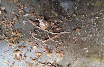 The Great Big Giant Marek's Disease FAQ | BackYard Chickens