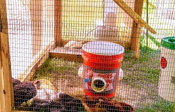 Bugs Beware; there are chickens in the garden moat | BackYard Chickens