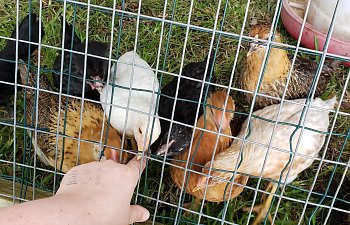 ~Common Chicken Practices ~ How to do so, why, and preventions ...
