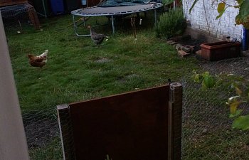 Buff Orpingtons Chicken Breed Information Pictures | BackYard Chickens