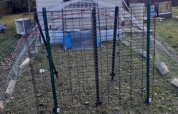 Chicken Menagerie | BackYard Chickens