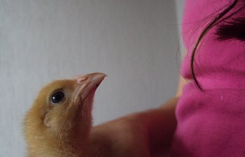 Diagnosing causes of malpositions and deformities in chick embryos ...