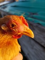 Nasal/Eye swelling, canker? | BackYard Chickens - Learn How to Raise ...