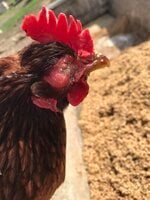 Chicken Eye Injury and Abscess/Swelling | BackYard Chickens - Learn How ...