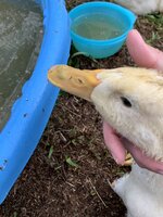 Ducks bumps on beak | BackYard Chickens - Learn How to Raise Chickens