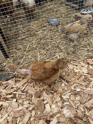 5 week old Turken Pullet? | BackYard Chickens - Learn How to Raise Chickens