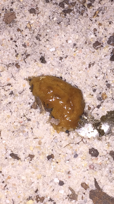 Yellow poop | BackYard Chickens - Learn How to Raise Chickens