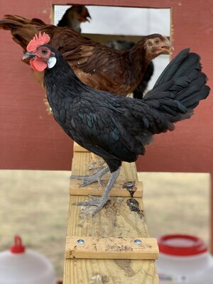 Bantam Australorp? | BackYard Chickens - Learn How to Raise Chickens