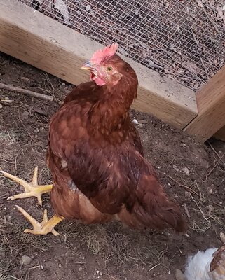 10 week old Rhode Island Red...roo or hen? | BackYard Chickens - Learn ...