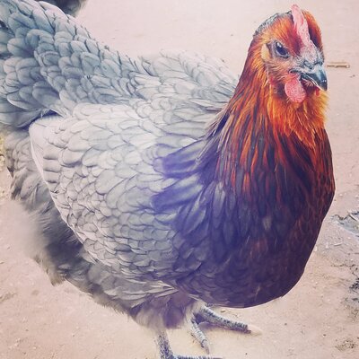 Rhode Island Blue ... pullet? | Page 2 | BackYard Chickens - Learn How ...