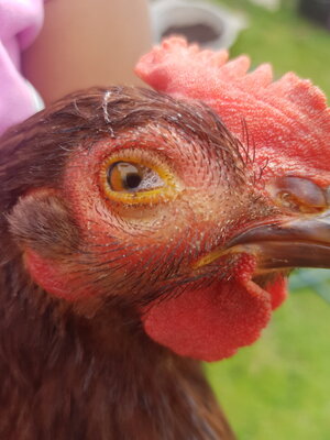 Watery eyes.... | BackYard Chickens - Learn How to Raise Chickens