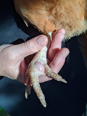 Chicken have bump on her feet | BackYard Chickens - Learn How to Raise ...