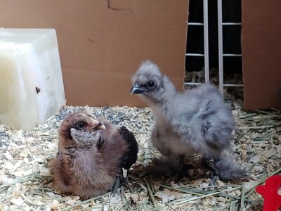 Silkie australorp cross roo | BackYard Chickens - Learn How to Raise ...